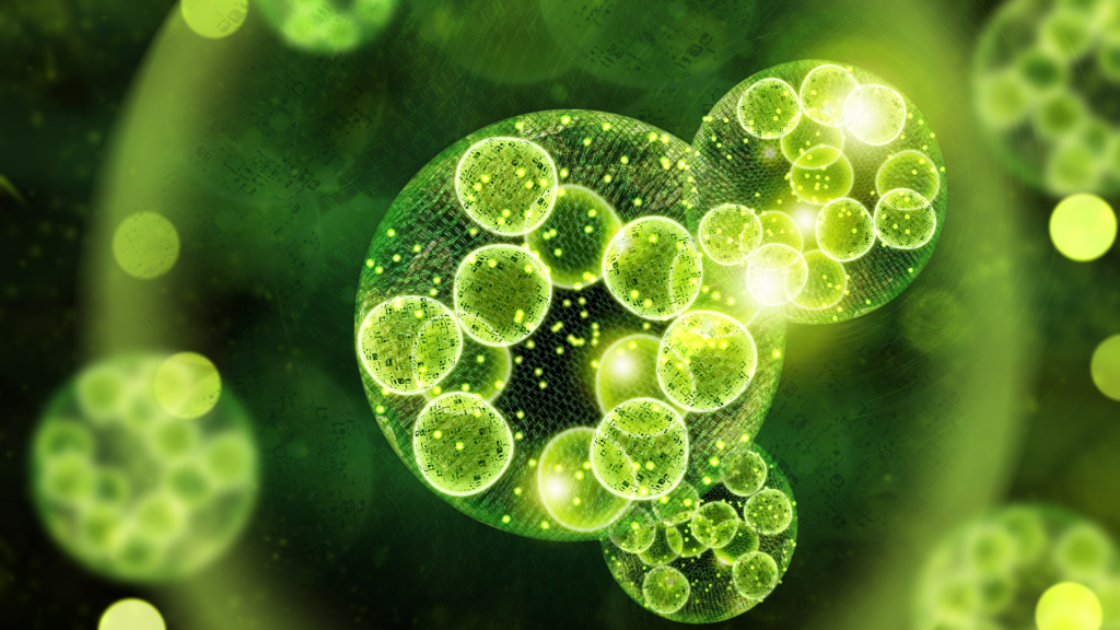 Projects Archive - Decerna